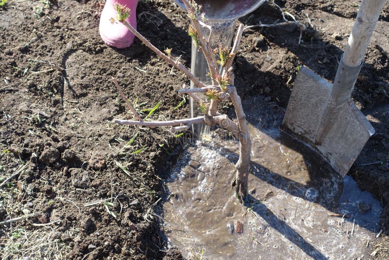 Watering Fruit Tree Seedlings after Planting into Soil, Gardening Step ...