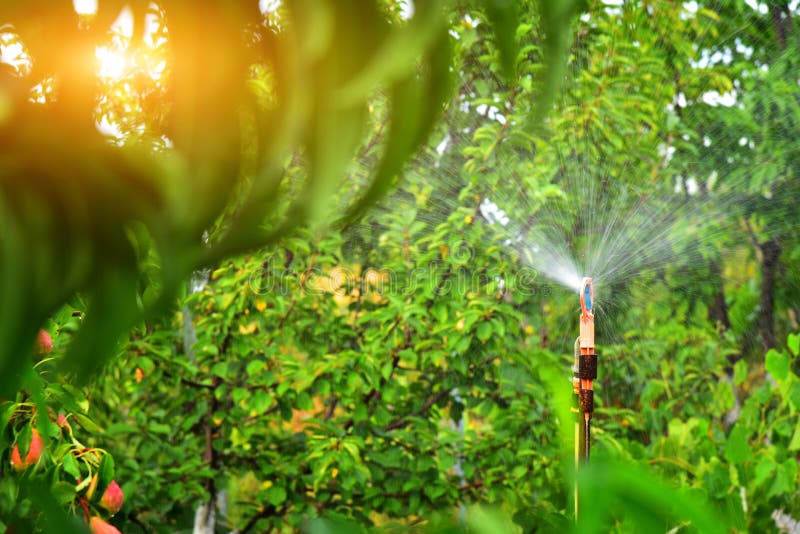 Watering the Garden with a Spray System Stock Image - Image of trees ...
