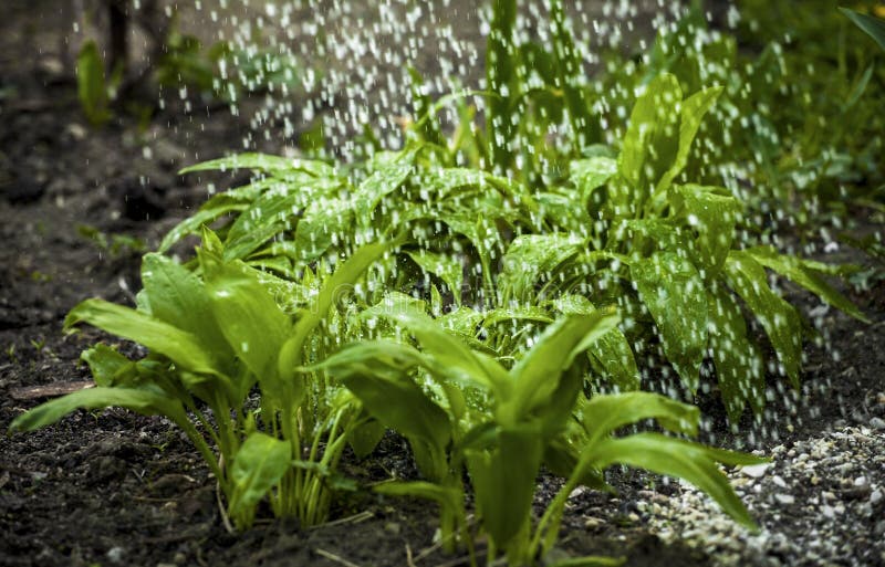 Watering Garden in the Spring Stock Image - Image of essential, form ...