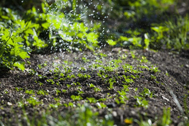 Watering Garden in the Spring Stock Photo - Image of sprinkle, food ...