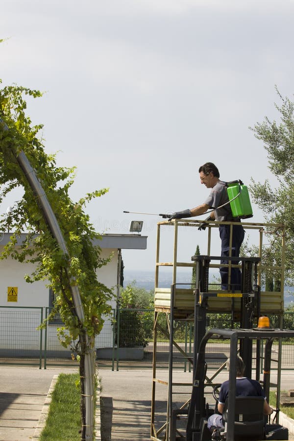 Watering grapes stock photo. Image of autumn, ripe, freshness - 15483372