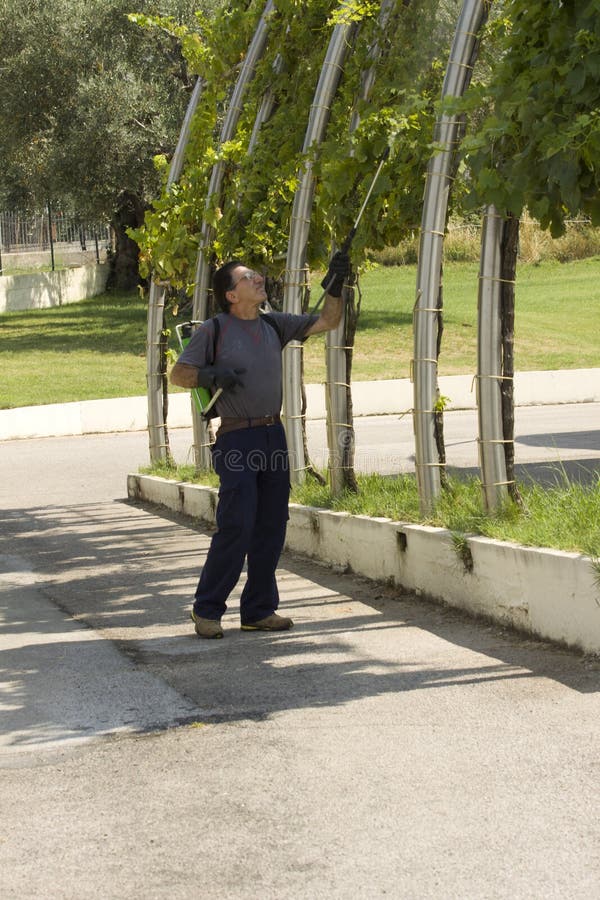 Watering grapes stock photo. Image of autumn, harvest - 15483604