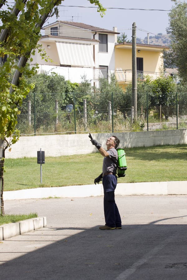 Watering grapes stock image. Image of cutting, shears - 15484399
