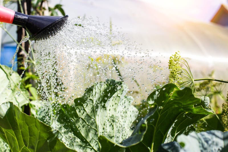 Watering and Growing Yellow Zucchini in the Ground. Water Pours on ...