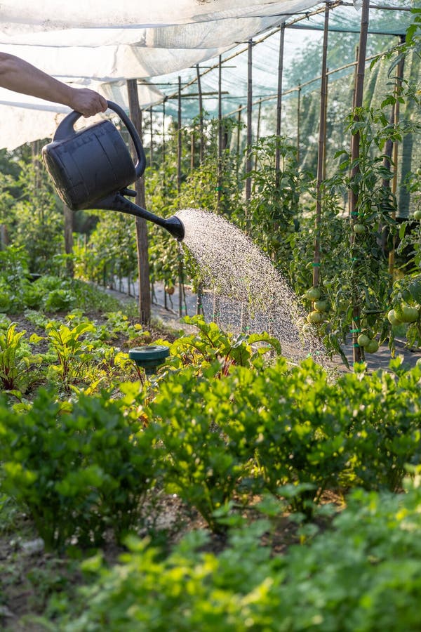 Watering Home Grown Plants with Watering Can Made of Plastic Stock ...