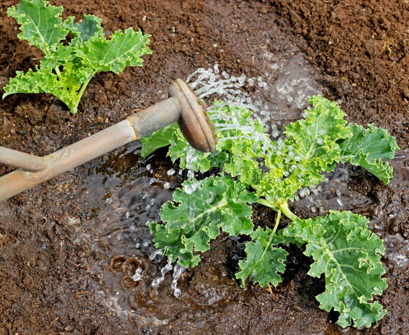 Watering Kale in the Garden Stock Image - Image of green, vegetable ...
