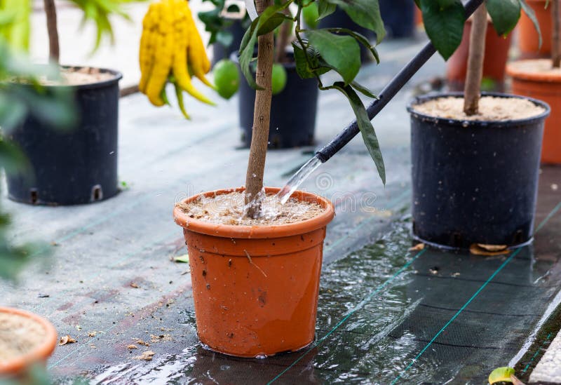 Watering Lemon Plant in Pot Stock Image - Image of thyme, nursery ...