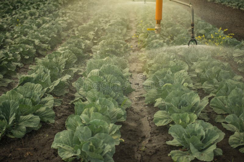 Watering Machine on Cabbage Field Stock Photo - Image of spraying ...