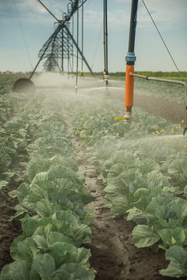 127 Spraying Cabbage Field Stock Photos - Free & Royalty-Free Stock ...