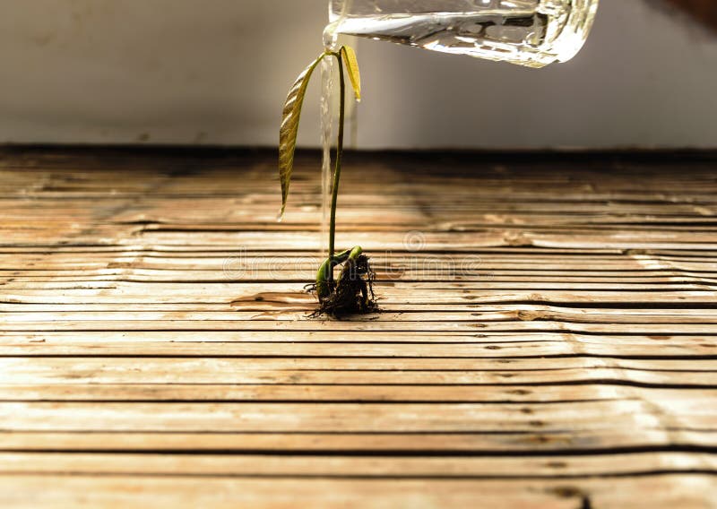 Watering a Mango Tree To the Growth Stock Photo - Image of ...
