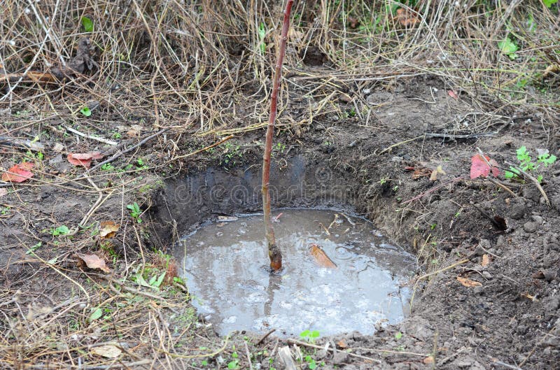 Watering New Planted Fruit Tree Hole Stock Photo - Image of spring ...