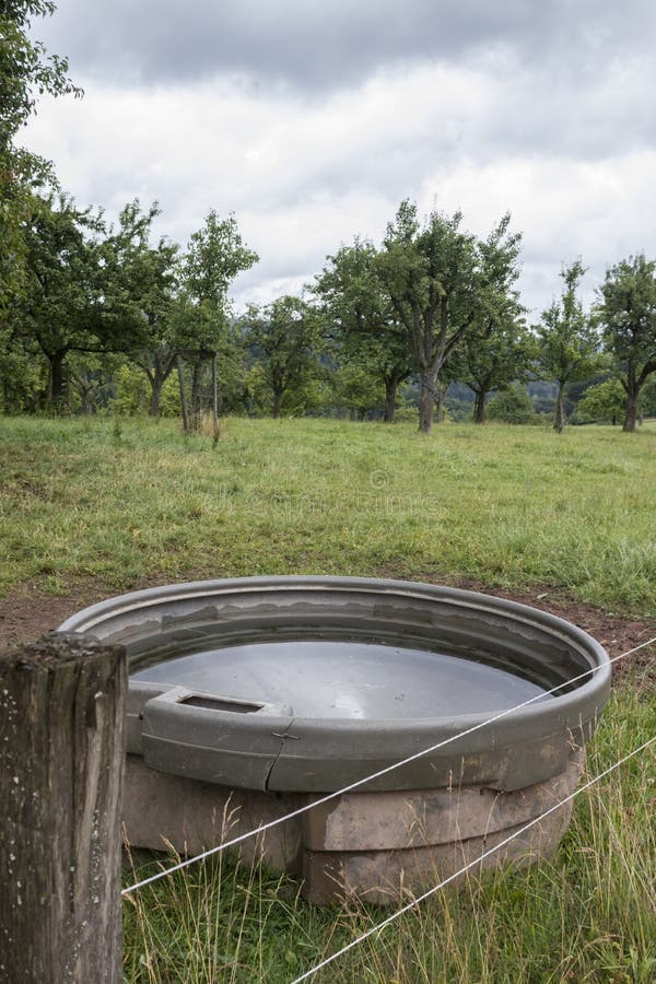 Watering place stock photo. Image of watering, farm, animal - 42717826