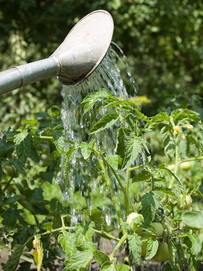 Watering a plant stock photo. Image of metal, leaf, summer - 5671920