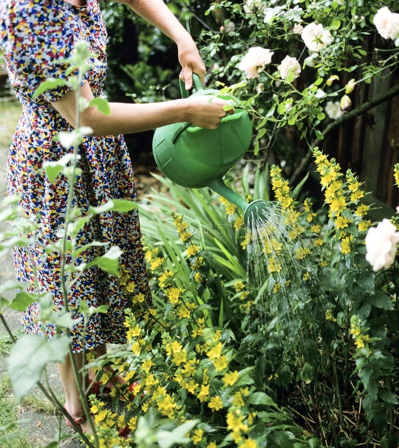 Watering plants stock image. Image of growing, growth - 2458701