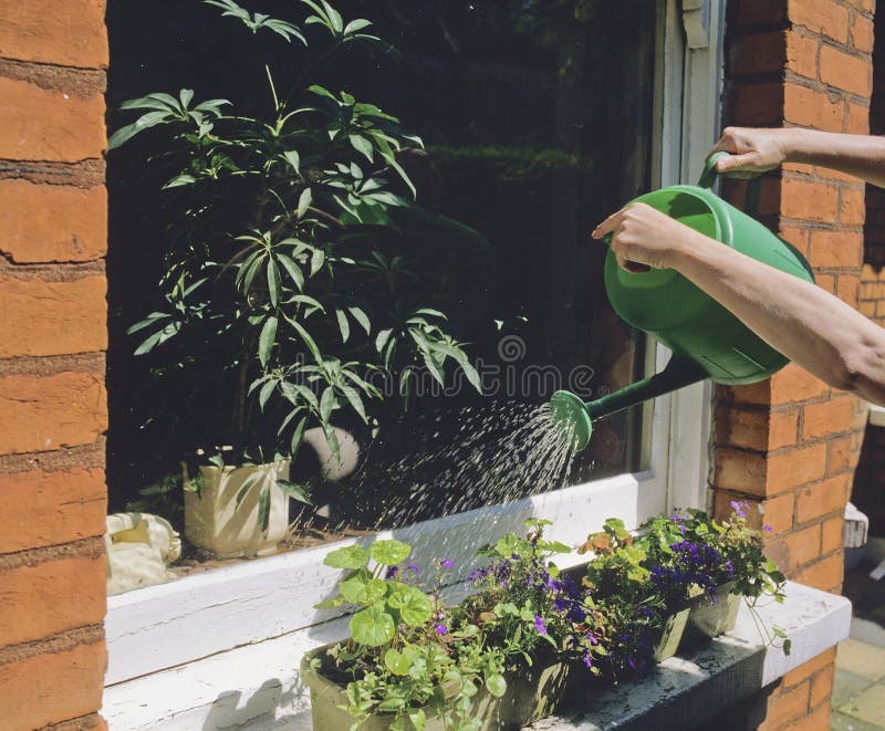 Watering plants stock photo. Image of properties, horticulture - 4650702