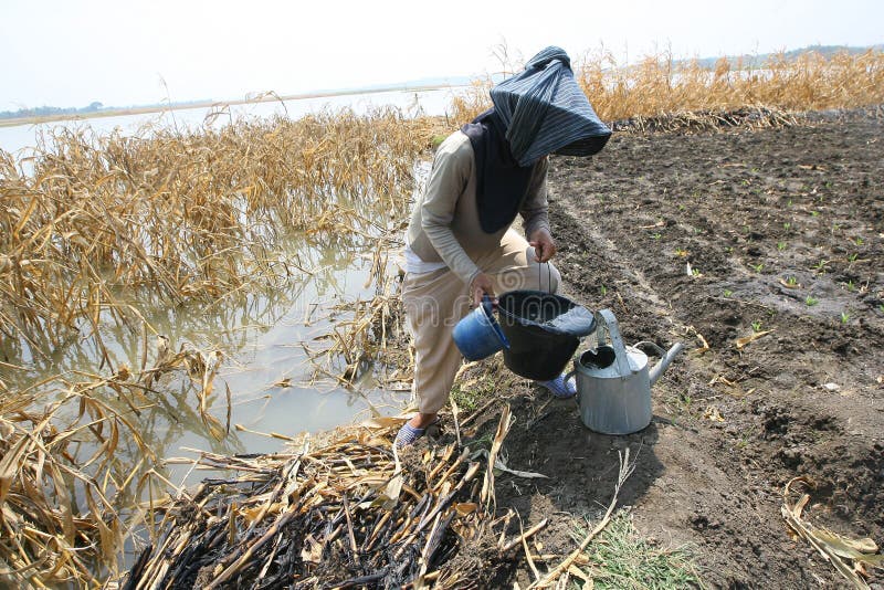 Watering plants editorial image. Image of watering, reservoirs - 44027865