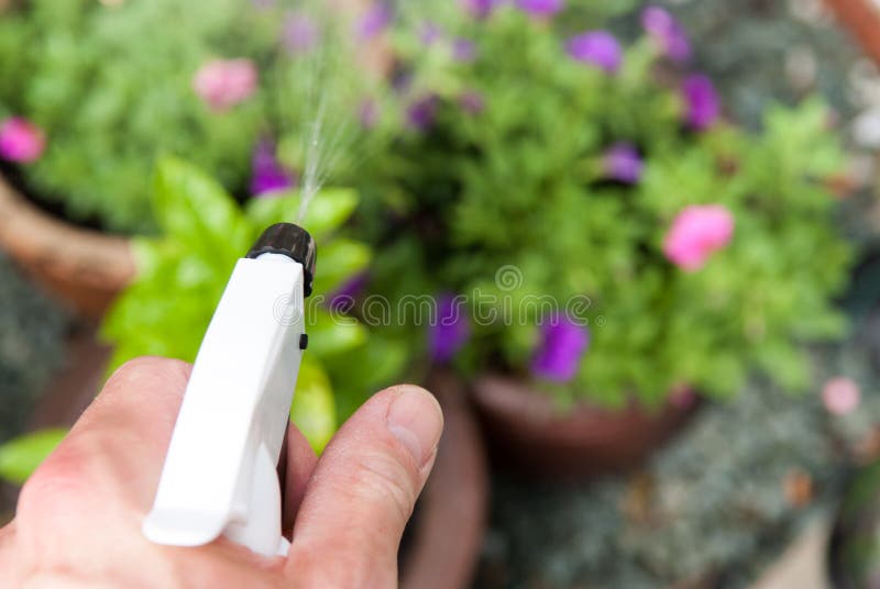 Watering Plants in the Garden with a Spray Stock Photo - Image of ...