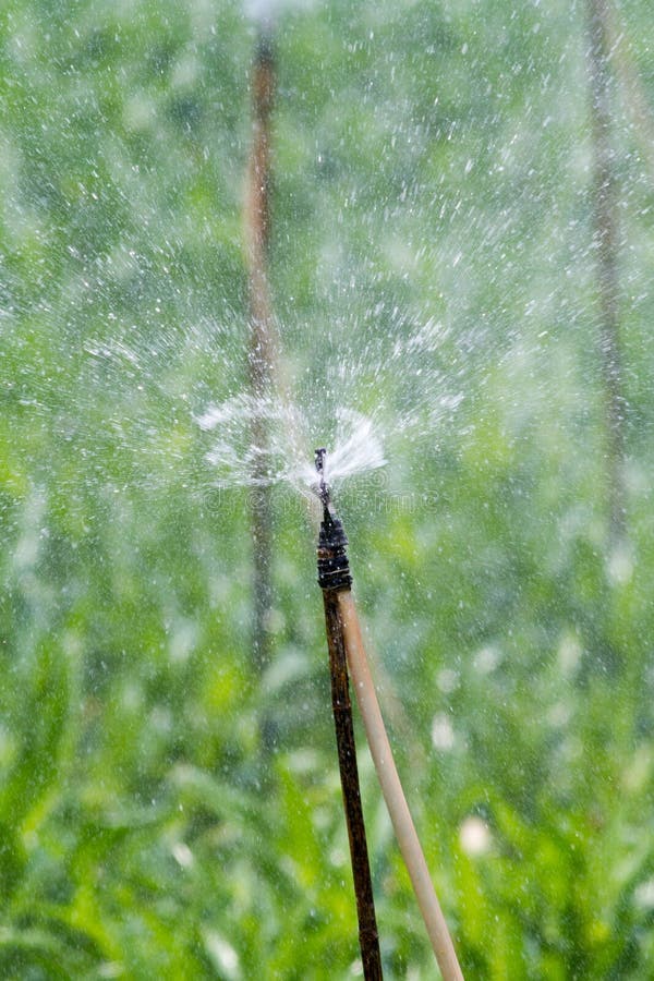 Watering Corn Plants stock photo. Image of nature, cornfield - 43994850