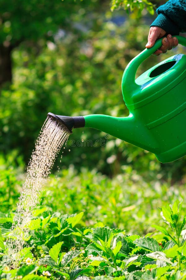 Watering Plants, Strawberries in the Garden. Spring Outdoors Stock ...