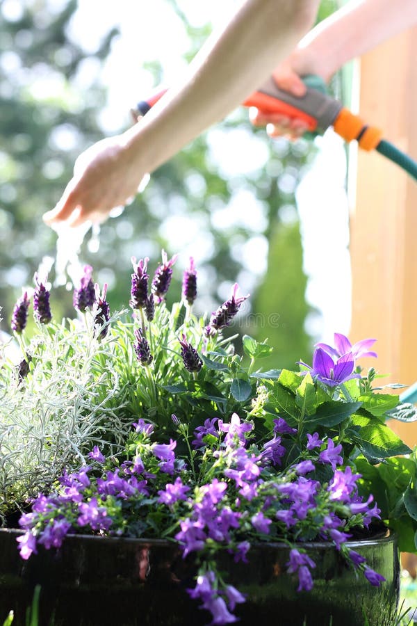 Watering plants stock image. Image of gardening, irrigation - 55112193