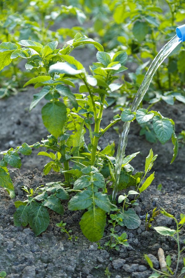 Watering Potato Bushes with a Stream of Water Under the Root. Stock ...