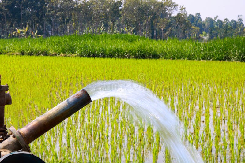 Watering the Rice in the Rice Field. Watering the Rice Field Stock ...