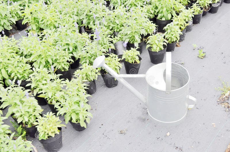 Watering Sapling potting stock photo. Image of flowerbed - 19330812