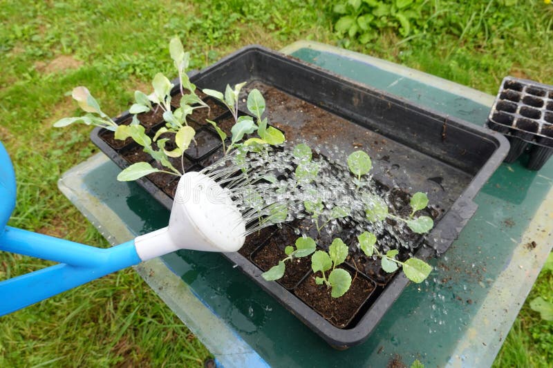 Watering Seedlings in the Backyard Garden. Watering with a Seedling ...