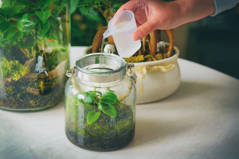 Watering a Small Forest in a Jar Stock Image - Image of nature, bottle ...