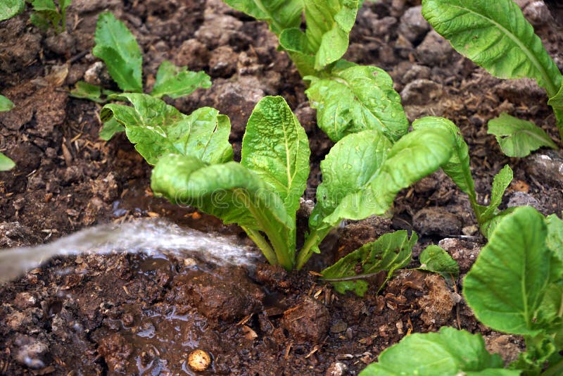 Watering small Plant stock image. Image of plant, land - 69652295