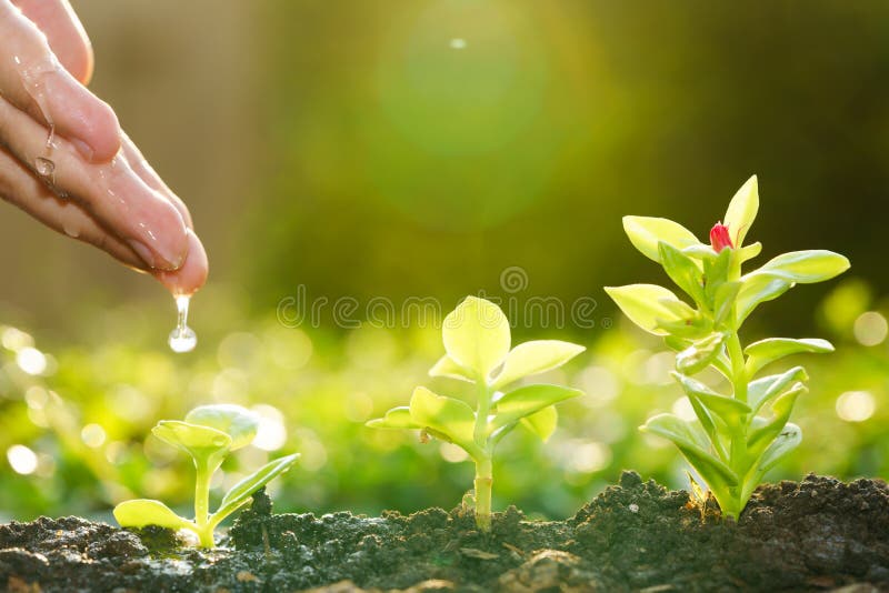 Watering Small Trees with Water Spray - Save Water Concept. Stock Photo ...