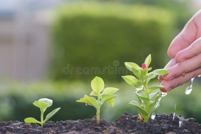Watering Small Trees with Water Spray - Save Water Concept. Stock Photo ...