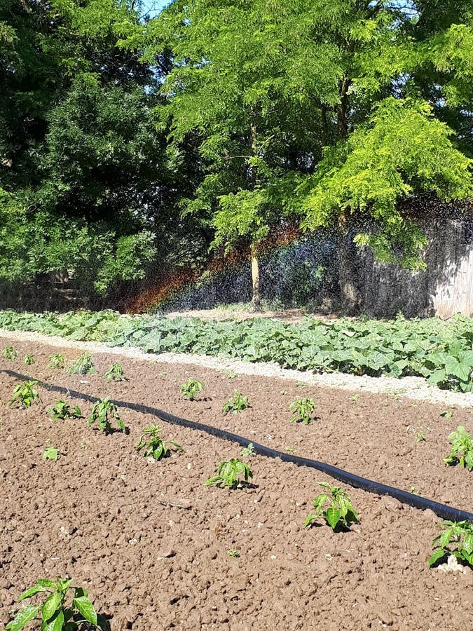 Watering a Spray of Peppers and Zucchini. Watering in Garden Stock ...