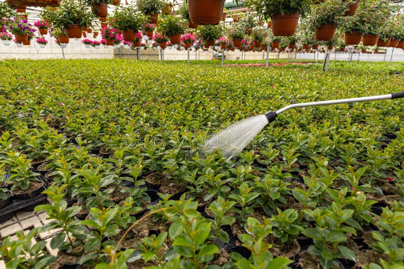 Watering Spring Flower Plants Stock Image - Image of gardening, care ...