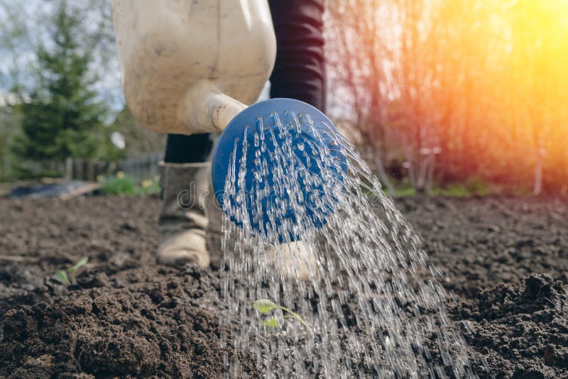 Watering sprout stock photo. Image of watering, motion - 247668386