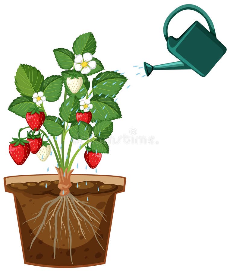 Watering Strawberry Plant Vector Stock Vector - Illustration of ...