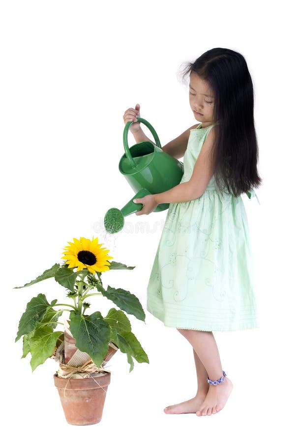 Watering the sunflower stock image. Image of hobby, landscape - 3024875