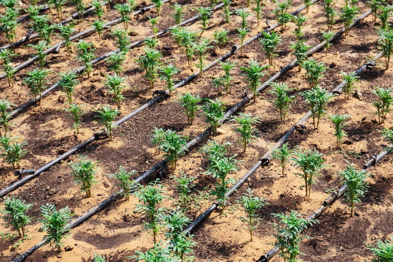 Watering system stock photo. Image of outdoors, gardening - 157133206