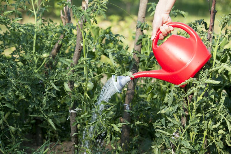 Watering tomatoes stock image. Image of pouring, watering - 25818893