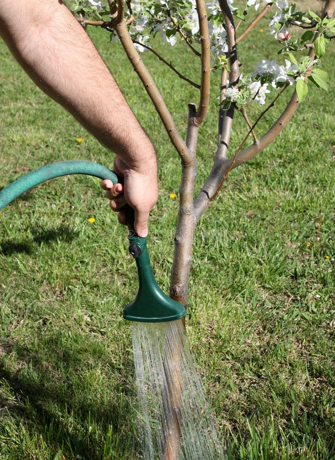 Watering Tree stock image. Image of light, backyard, outside - 19147189