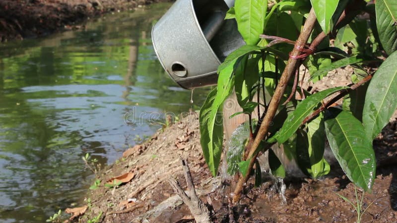 Watering the Tree. Water Injection through a Rubber Tube. Watering ...