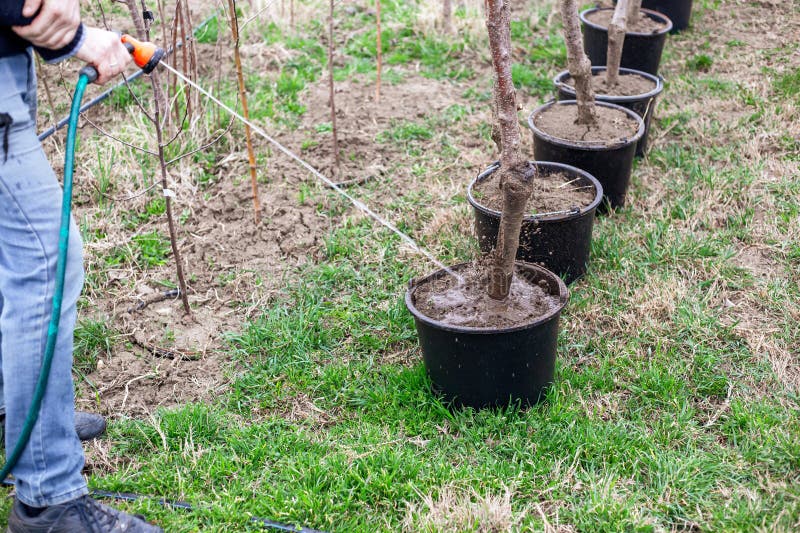 Watering Garden Hoses for Watering Rolled into a Roll, Next To a Pipe ...