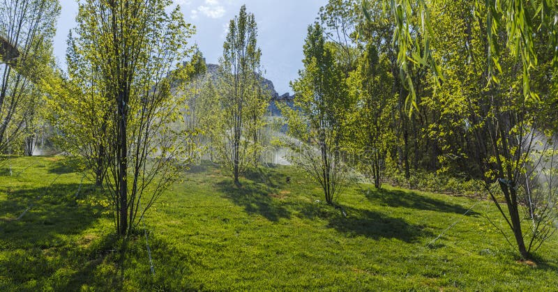 Watering of Trees and Grass Stock Photo - Image of sunlight, plants ...