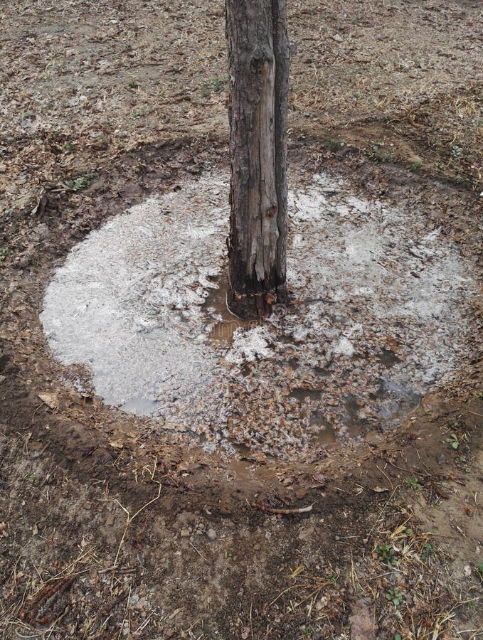 Watering of Trees and Flowers in the Park Stock Photo - Image of pavlov ...