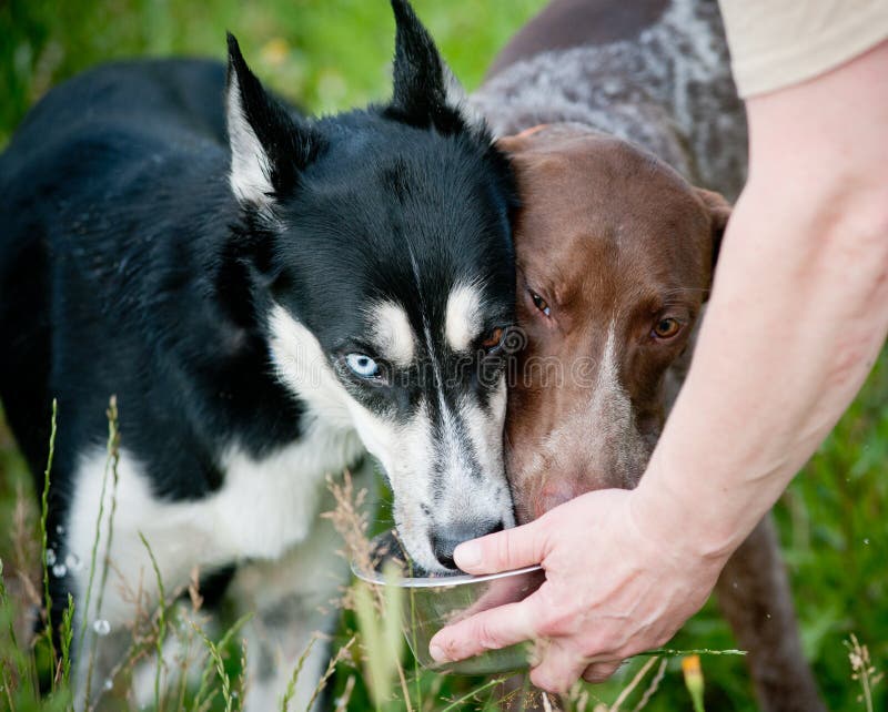 Watering stock photo. Image of foliage, dogs, drink, green - 43507194