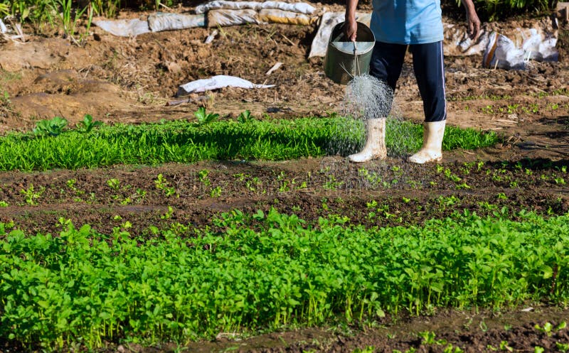 Watering the Vegetable Garden Stock Image - Image of leaves ...