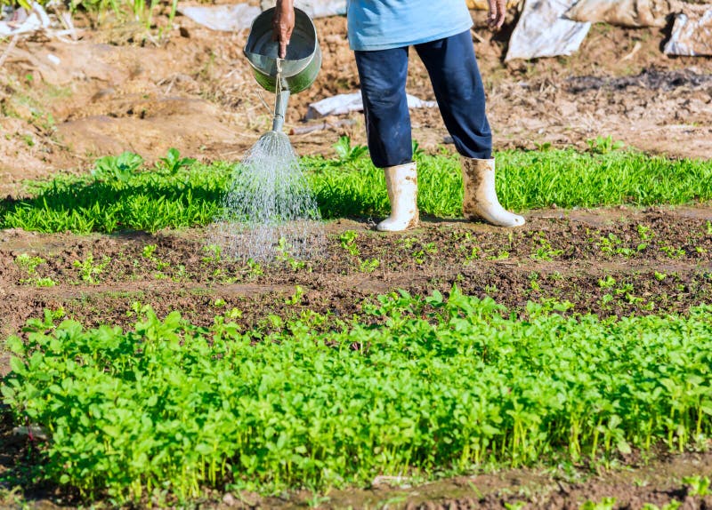 Watering the Vegetable Garden Stock Image - Image of green, spraying ...