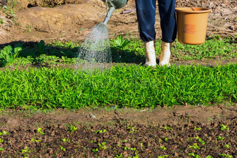 Watering the Vegetable Garden Stock Image - Image of spraying, asia ...