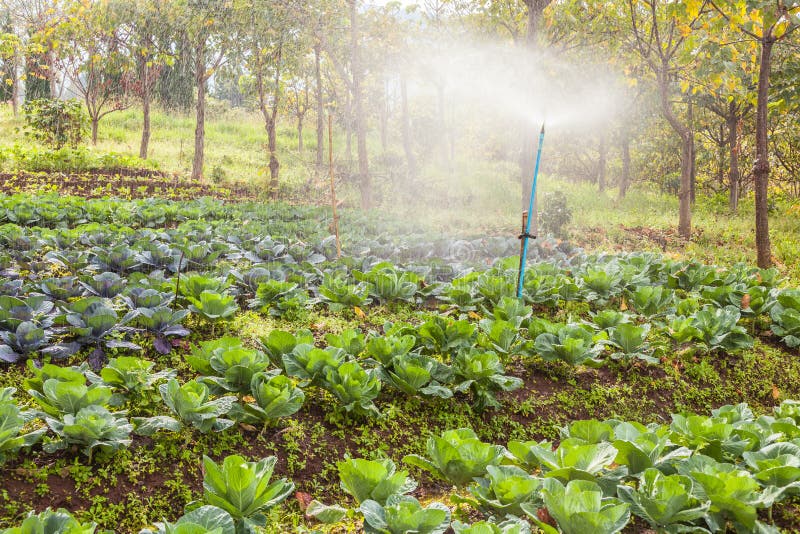 Irrigation Systems In A Green Vegetable Garden Stock Photo - Image of ...