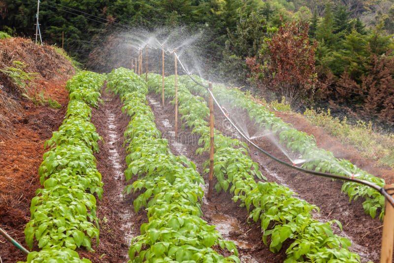 Watering vegetables stock photo. Image of irrigating - 67310336